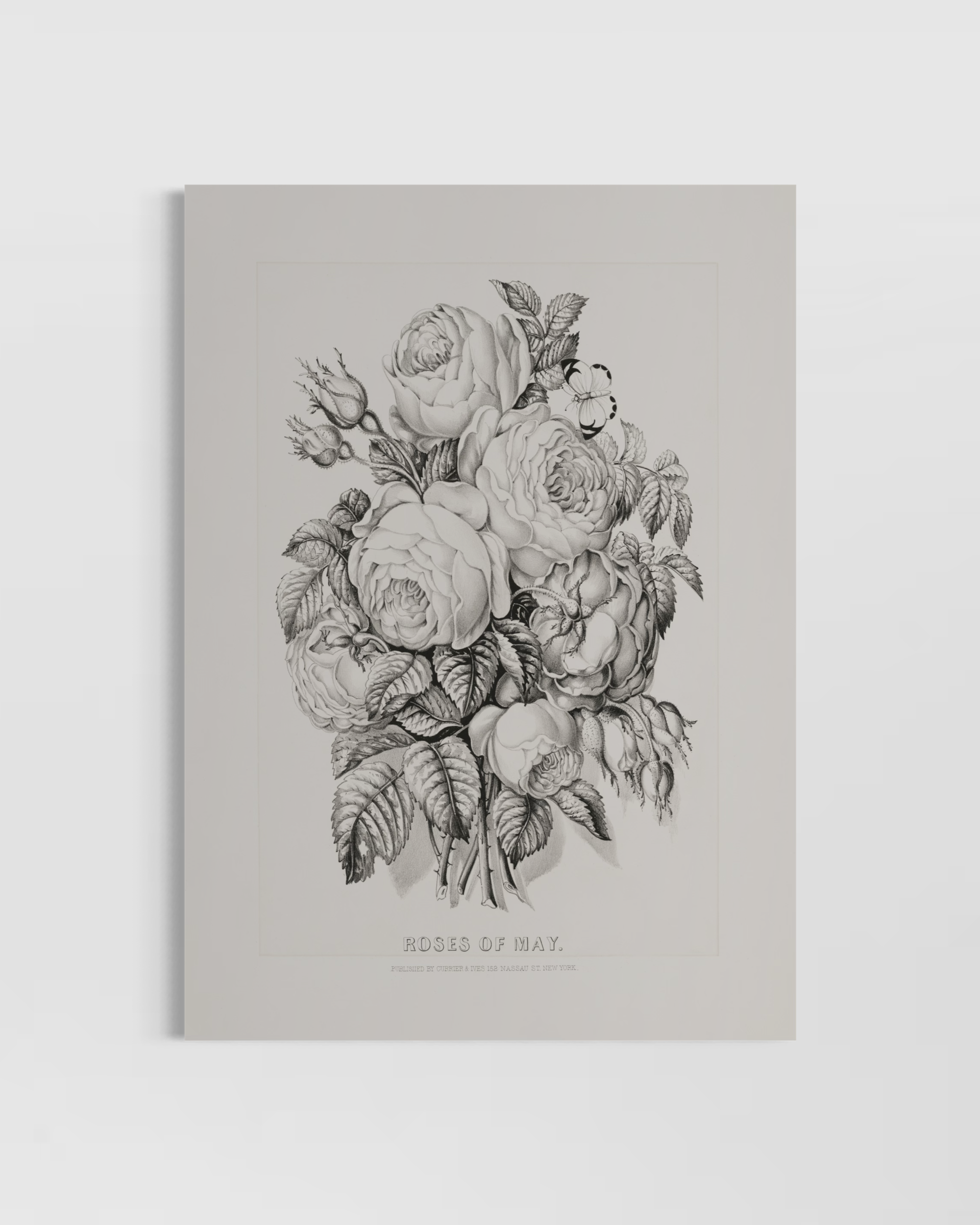 Roses of May Poster – Postilsa